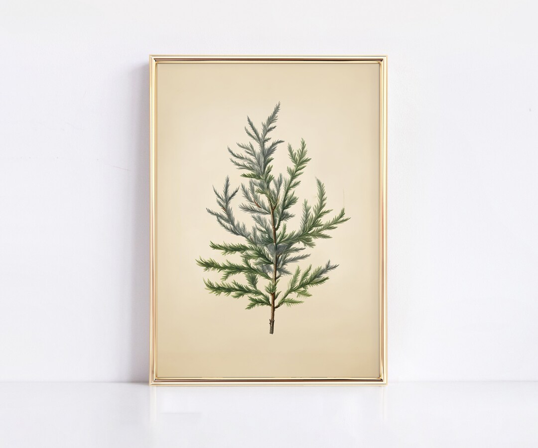 Vintage Pine Tree Branch Print: Botanical Christmas Art (digital ...