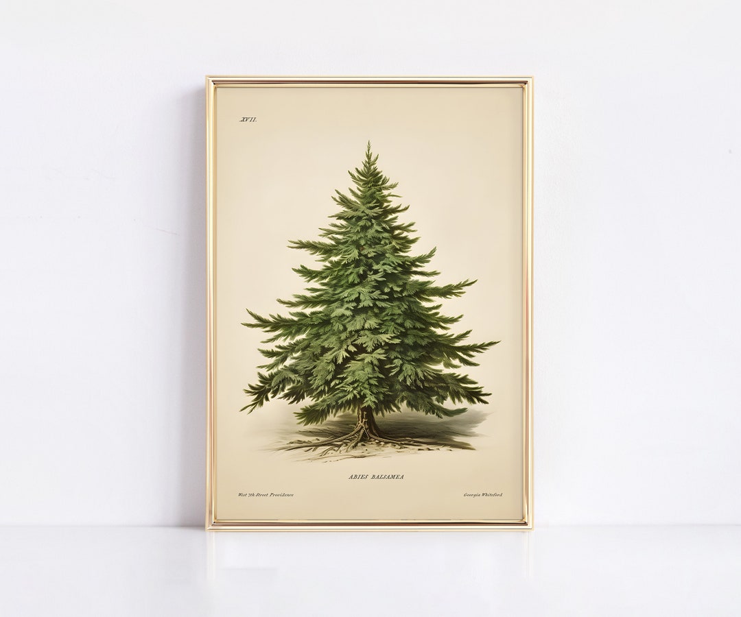 Vintage Pine Tree Print: Botanical Christmas Art (digital Download) - Etsy