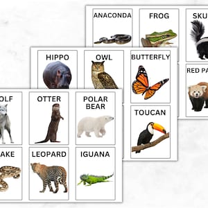 Zoo Animals, Real, Flashcards, Montessori, Back to School, Pets, Field ...