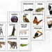 Zoo Animals, Real, Flashcards, Montessori, Back to School, Pets, Field ...