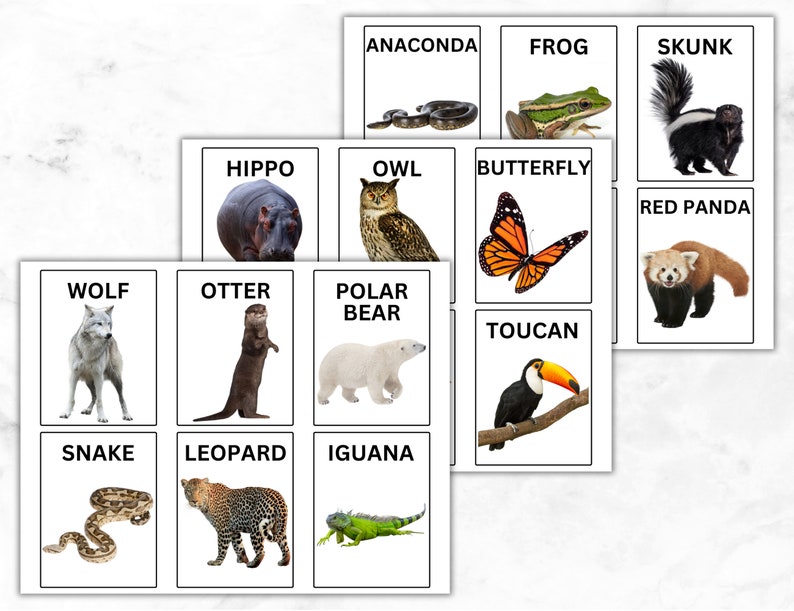 Zoo Animals, Real, Flashcards, Montessori, Back to School, Pets, Field ...