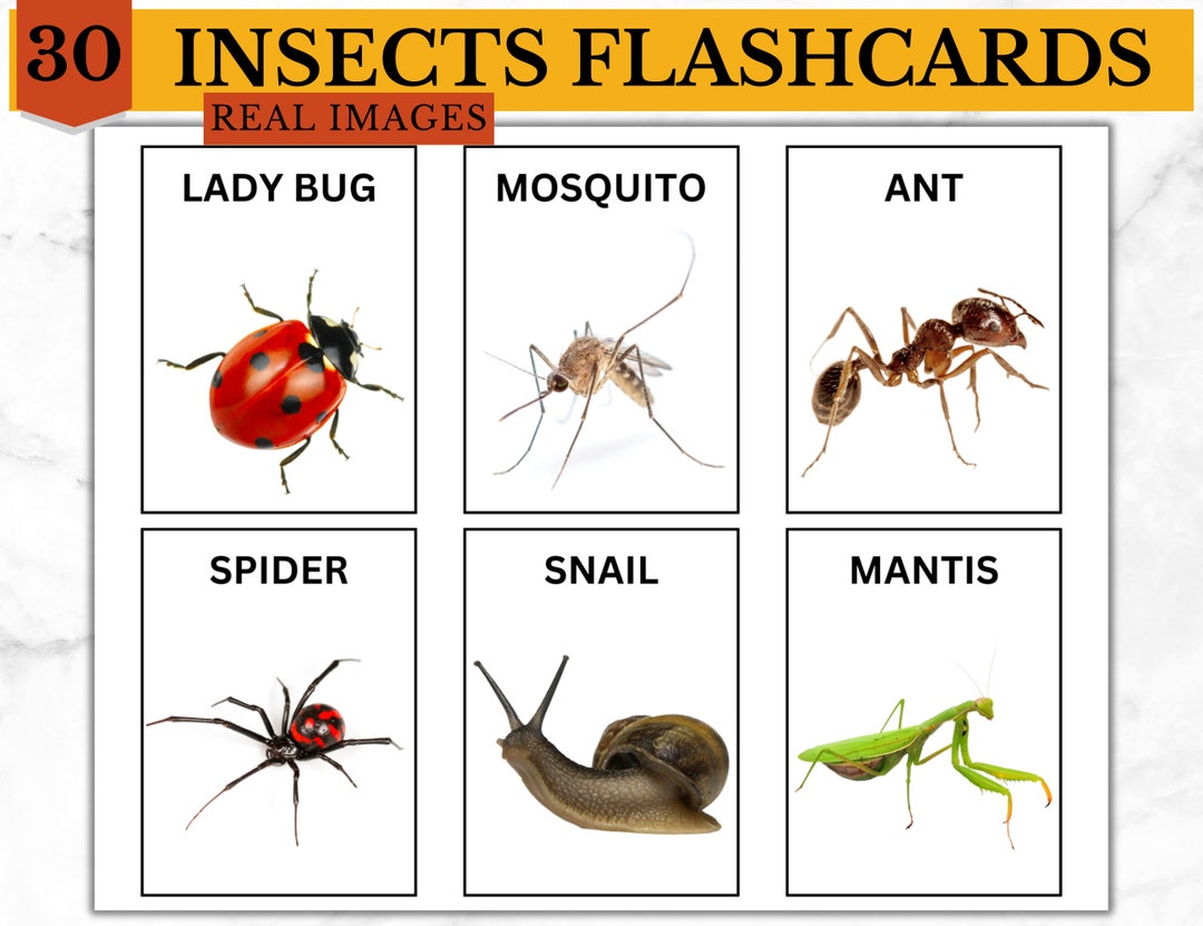 Real Insects Flashcards - Etsy