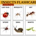 Real Insects Flashcards - Etsy