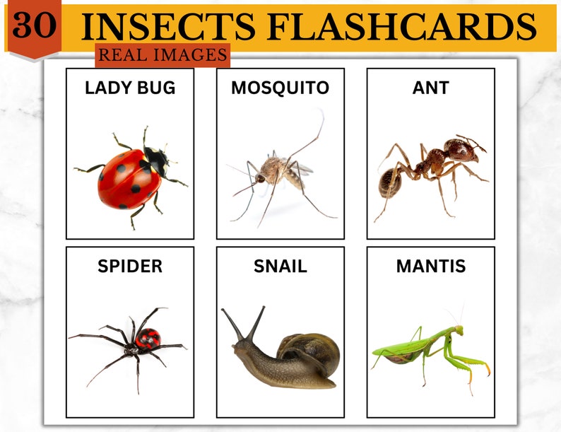 Real Insects Flashcards - Etsy
