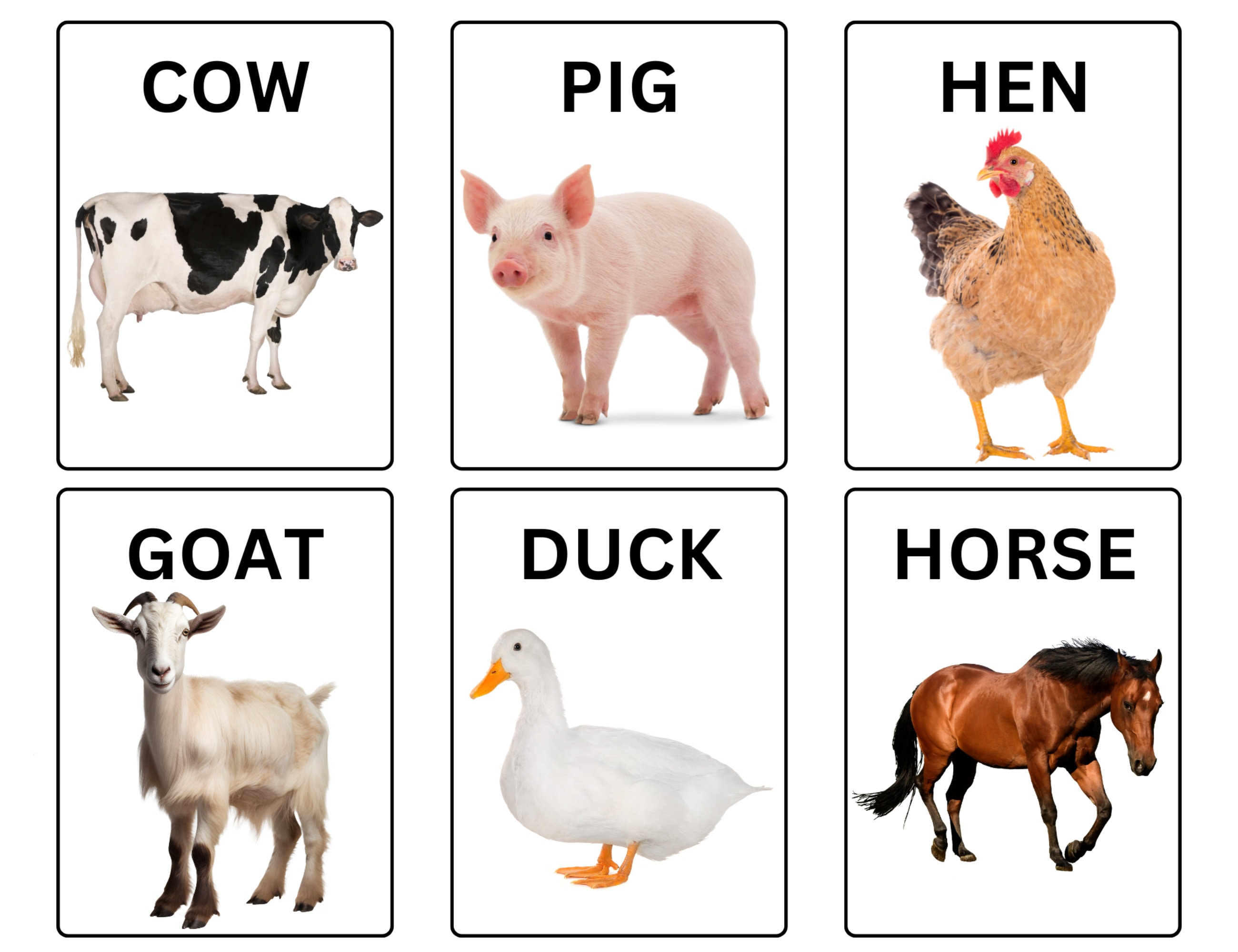 Farm Animals, Real, Flashcards, Pictures, Montessori, Back to School ...