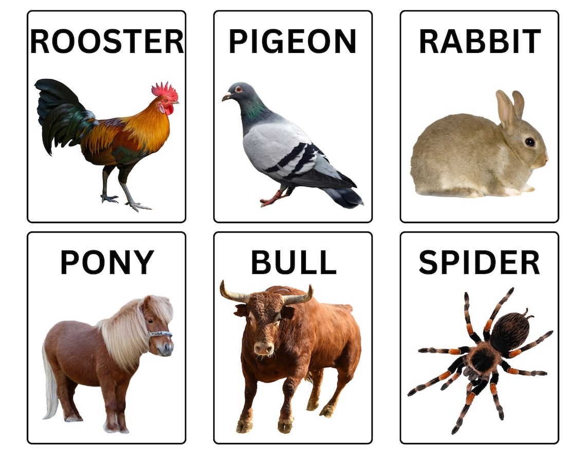 Farm Animals, Real, Flashcards, Pictures, Montessori, Back to School ...