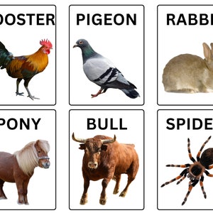 Farm Animals, Real, Flashcards, Pictures, Montessori, Back to School ...