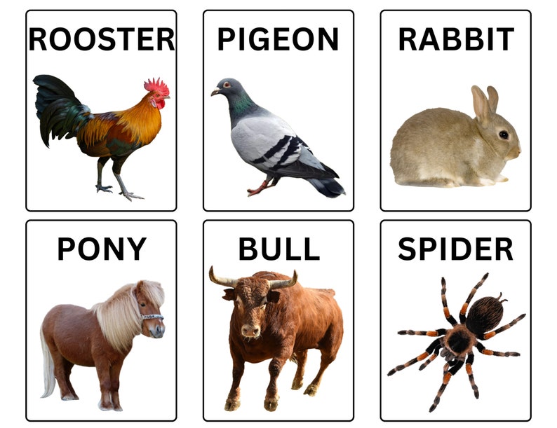 Farm Animals, Real, Flashcards, Pictures, Montessori, Back to School ...