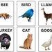 Farm Animals, Real, Flashcards, Pictures, Montessori, Back to School ...