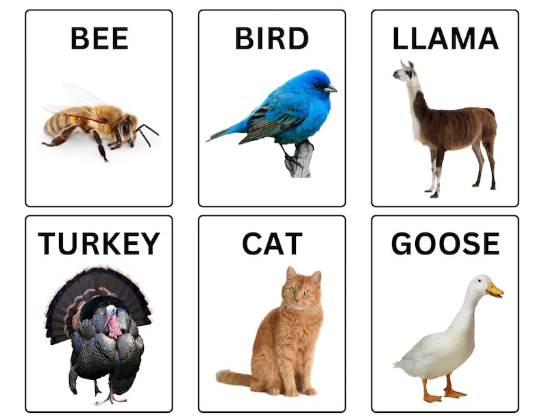 Farm Animals, Real, Flashcards, Pictures, Montessori, Back to School ...