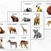 Zoo Animals, Real, Flashcards, Montessori, Back to School, Pets, Field ...