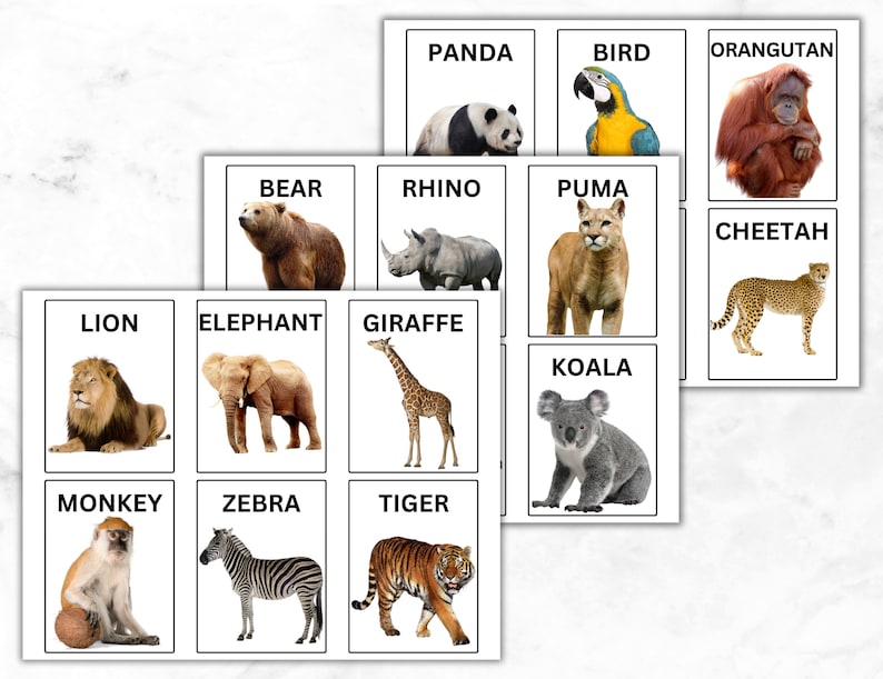 Zoo Animals, Real, Flashcards, Montessori, Back to School, Pets, Field ...