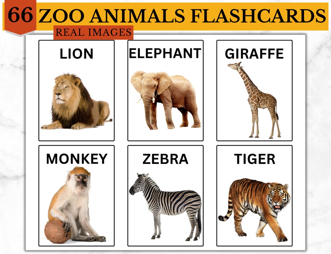 Zoo Animals, Real, Flashcards, Montessori, Back to School, Pets, Field ...