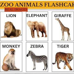 Zoo Animals, Real, Flashcards, Montessori, Back to School, Pets, Field ...