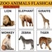 Zoo Animals, Real, Flashcards, Montessori, Back to School, Pets, Field ...