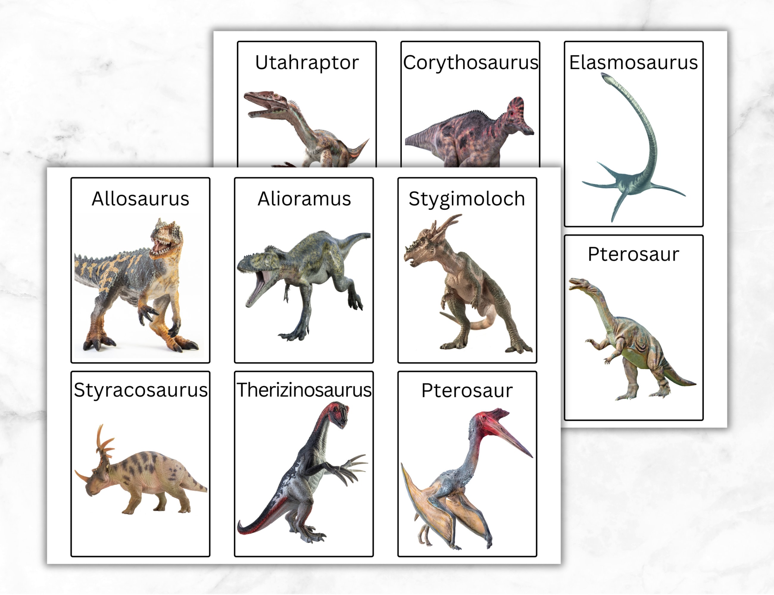 Dinosaur, Real, Flashcards, Pre Historic, Museum, Kids, Children ...