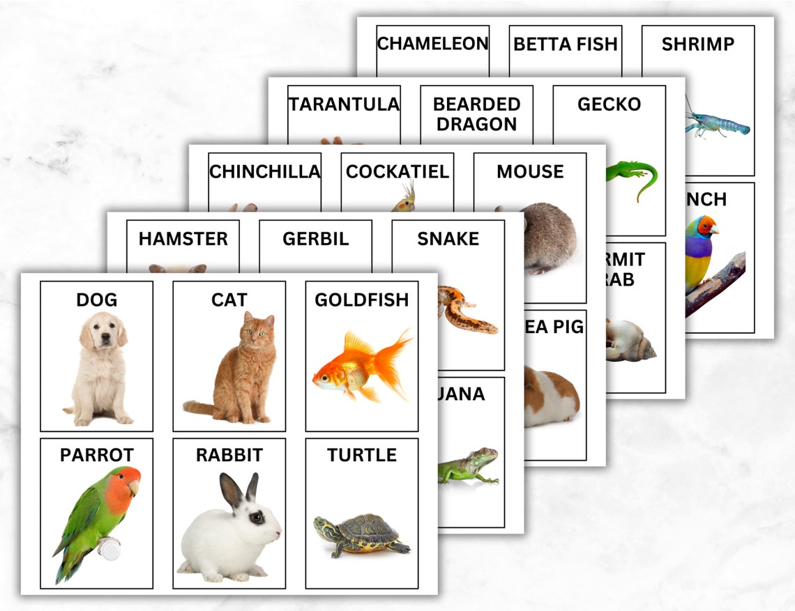 Pets, Real, Flashcards, Vocabulary, Animals, Colorful, Learning, School ...