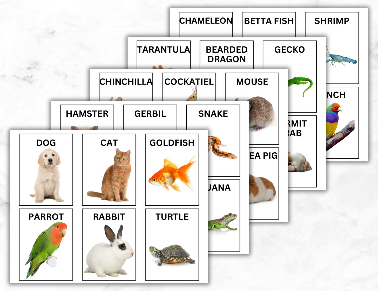 Pets, Real, Flashcards, Vocabulary, Animals, Colorful, Learning, School ...