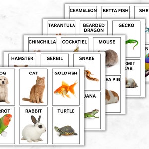 Pets, Real, Flashcards, Vocabulary, Animals, Colorful, Learning, School ...