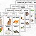 Pets, Real, Flashcards, Vocabulary, Animals, Colorful, Learning, School ...