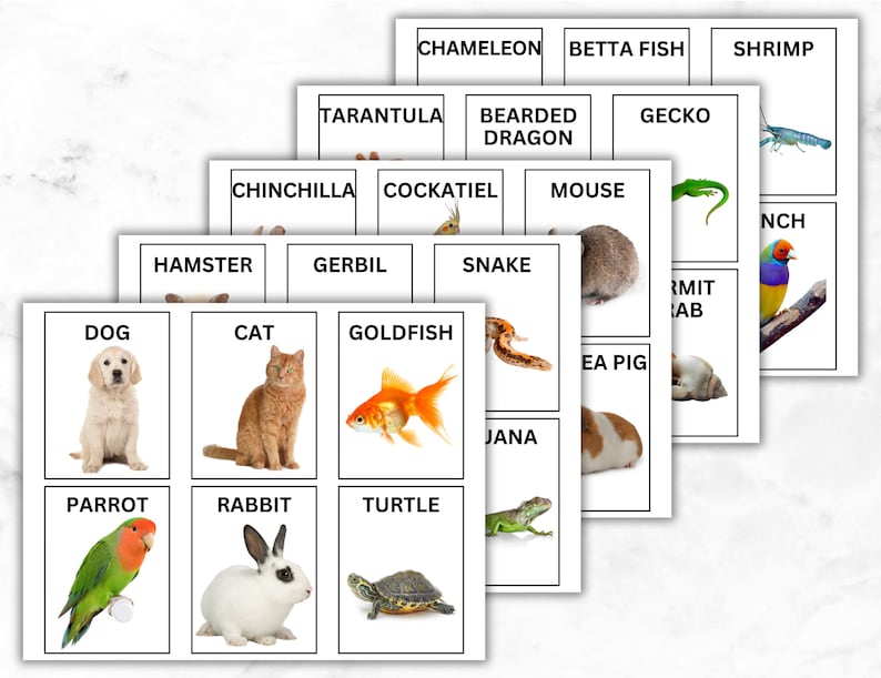 Pets, Real, Flashcards, Vocabulary, Animals, Colorful, Learning, School ...