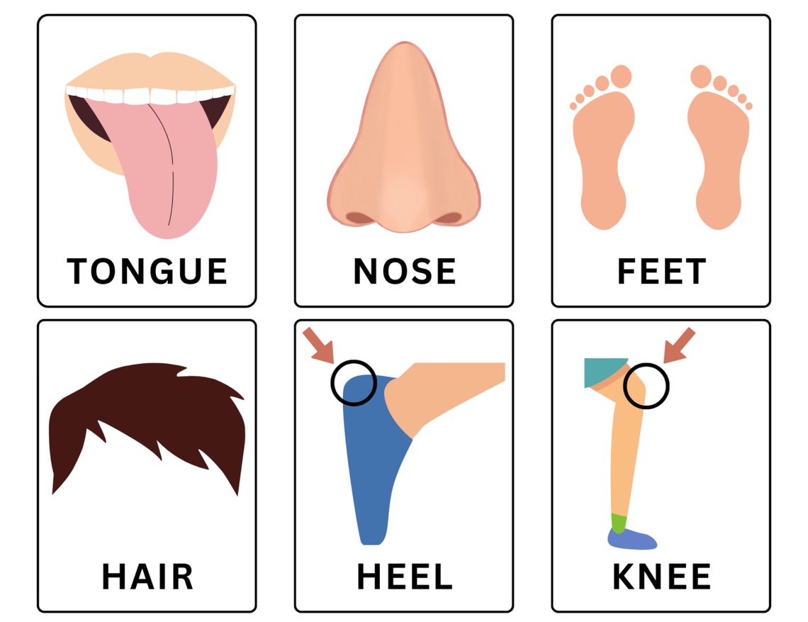Body Parts Flashcards, Human Anatomy, Montessori, Preschool, Homeschool ...