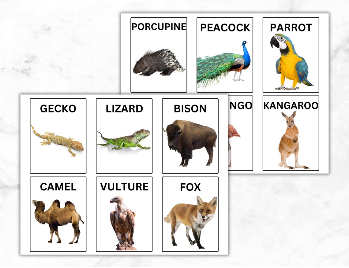 Zoo Animals, Real, Flashcards, Montessori, Back to School, Pets, Field ...
