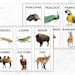 Zoo Animals, Real, Flashcards, Montessori, Back to School, Pets, Field ...