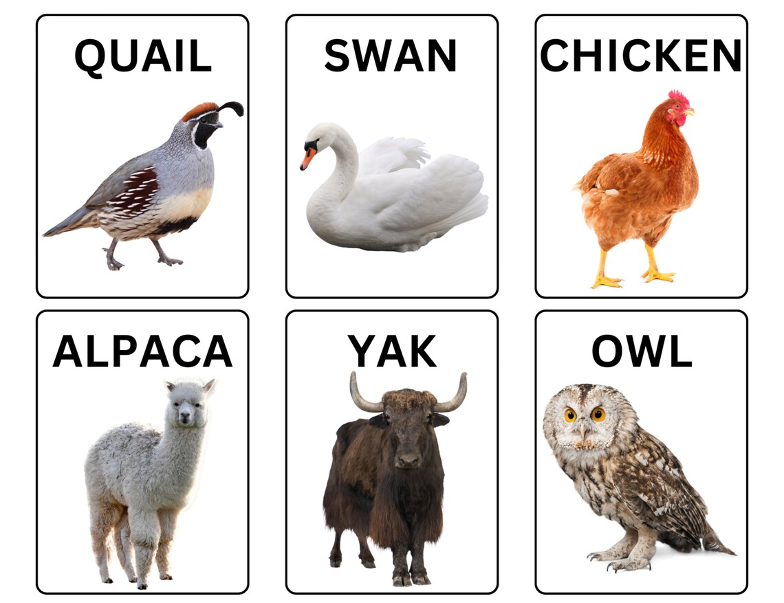 Farm Animals, Real, Flashcards, Pictures, Montessori, Back to School ...