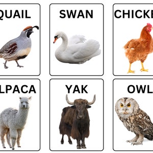 Farm Animals, Real, Flashcards, Pictures, Montessori, Back to School ...