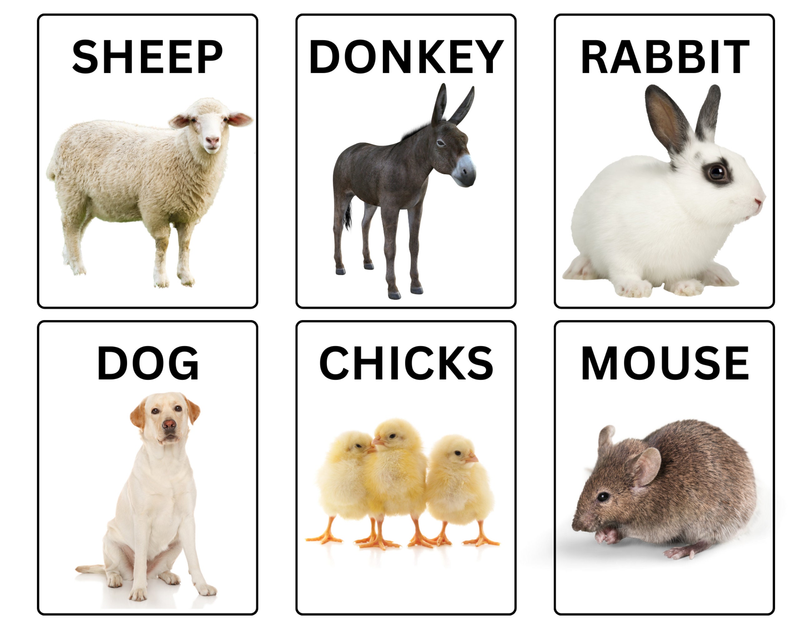 Farm Animals, Real, Flashcards, Pictures, Montessori, Back to School ...