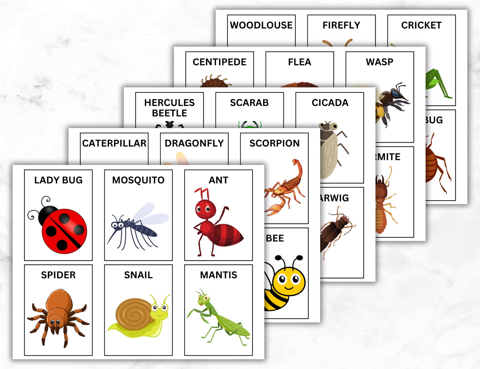 Insects Flashcards, Bugs, Science, Biology, School, Daycare, Field Trip ...