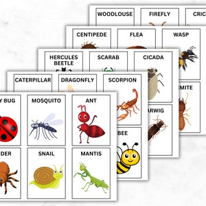 Insects Flashcards, Bugs, Science, Biology, School, Daycare, Field Trip ...