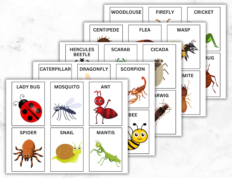 Insects Flashcards, Bugs, Science, Biology, School, Daycare, Field Trip ...