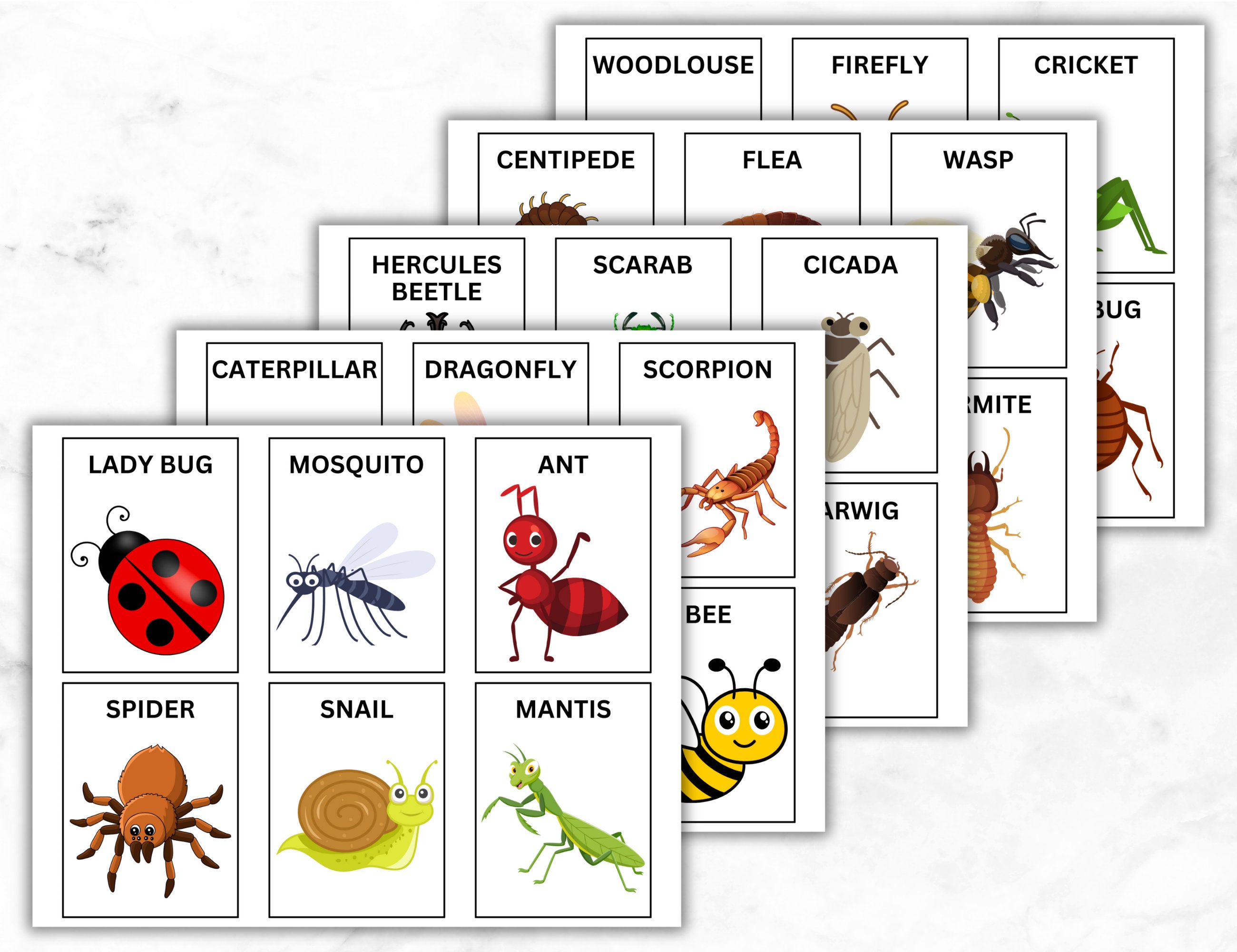 Insects Flashcards, Bugs, Science, Biology, School, Daycare, Field Trip ...