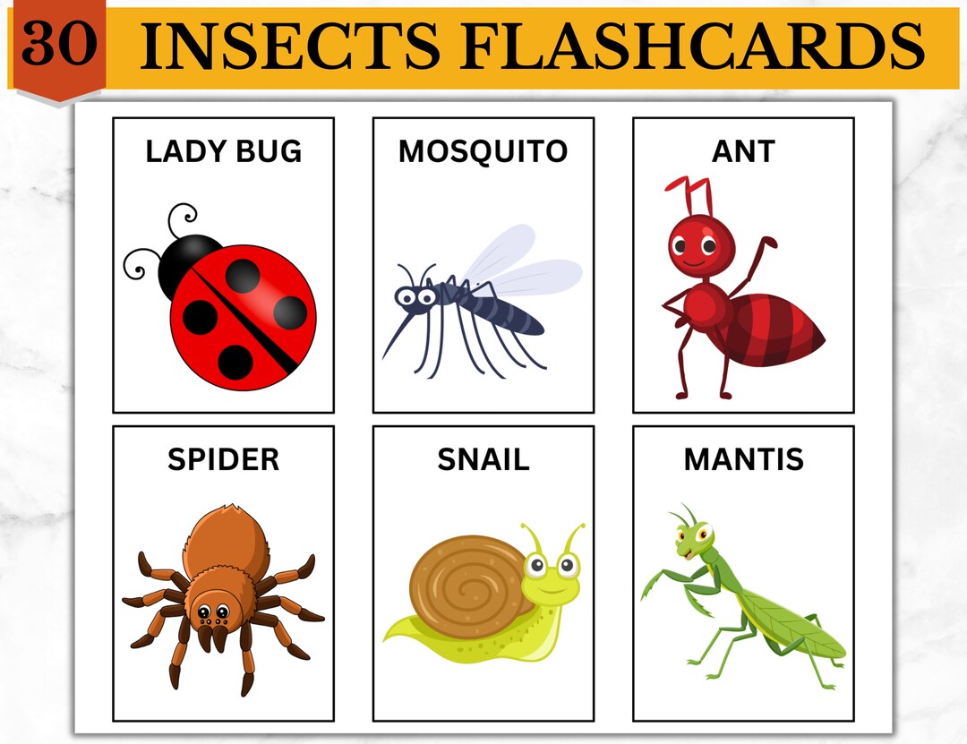 Insects Flashcards, Bugs, Science, Biology, School, Daycare, Field Trip ...