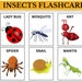 Insects Flashcards, Bugs, Science, Biology, School, Daycare, Field Trip ...