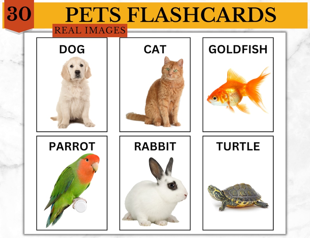 Pets, Real, Flashcards, Vocabulary, Animals, Colorful, Learning, School ...