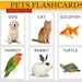 Pets, Real, Flashcards, Vocabulary, Animals, Colorful, Learning, School ...