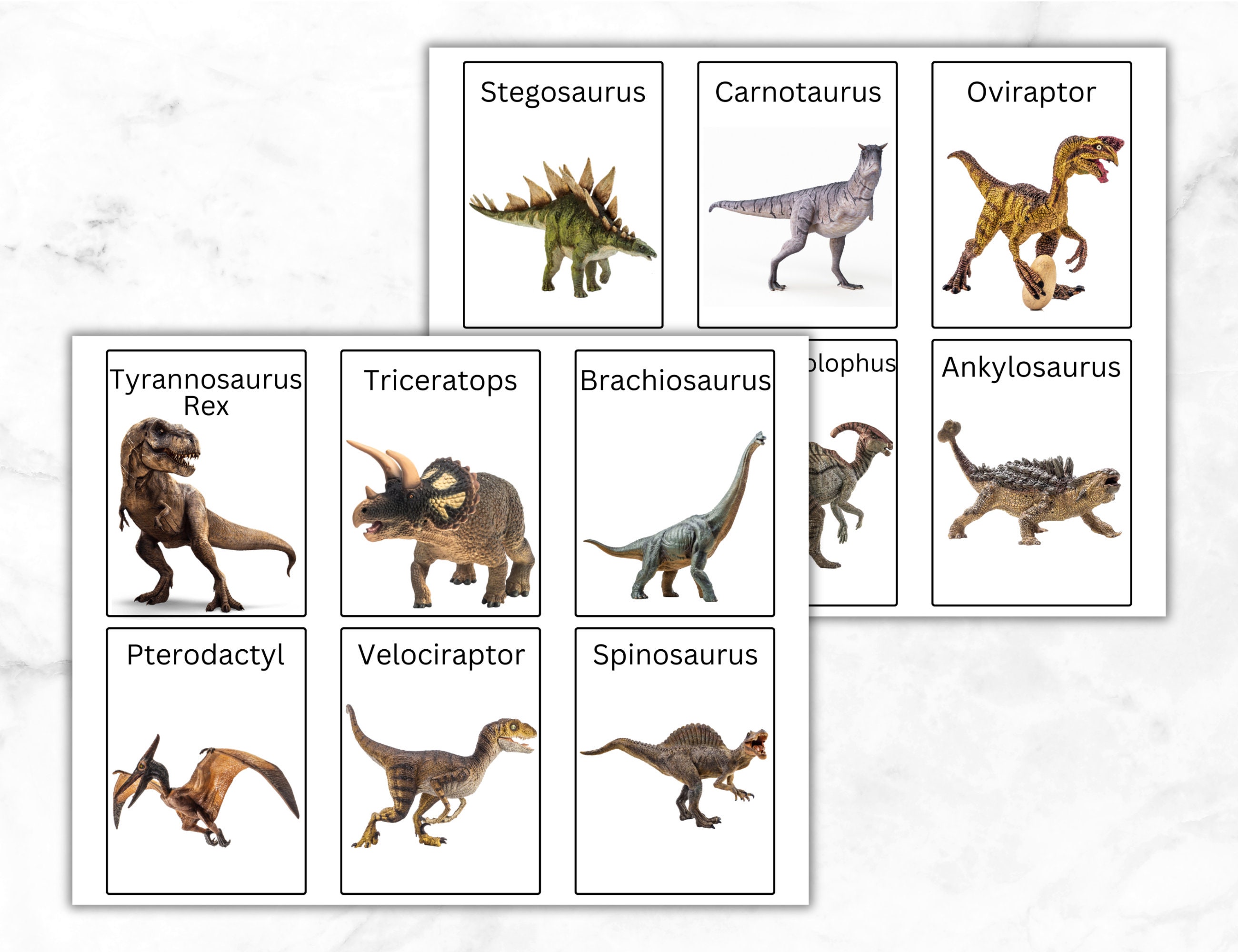Dinosaur, Real, Flashcards, Pre Historic, Museum, Kids, Children ...