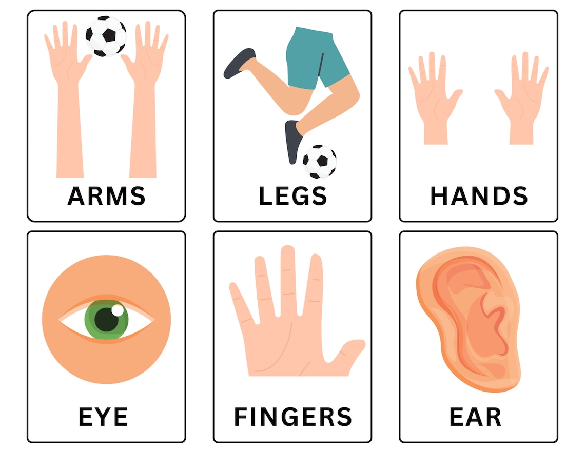 Body Parts Flashcards, Human Anatomy, Montessori, Preschool, Homeschool ...