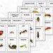 Real Insects Flashcards - Etsy