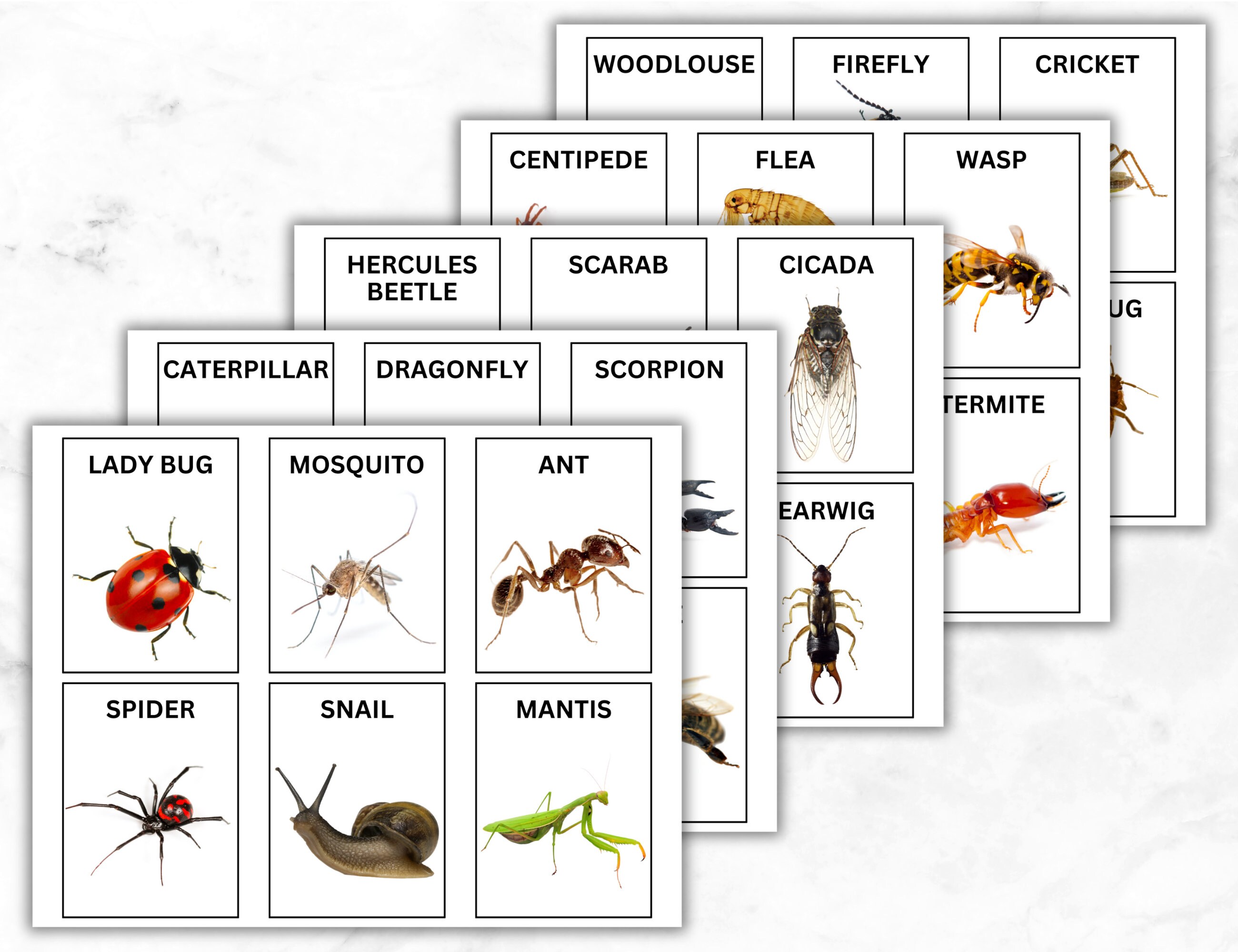 Real Insects Flashcards - Etsy