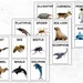 Zoo Animals, Real, Flashcards, Montessori, Back to School, Pets, Field ...