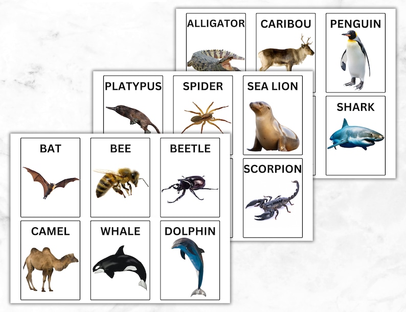 Zoo Animals, Real, Flashcards, Montessori, Back to School, Pets, Field ...