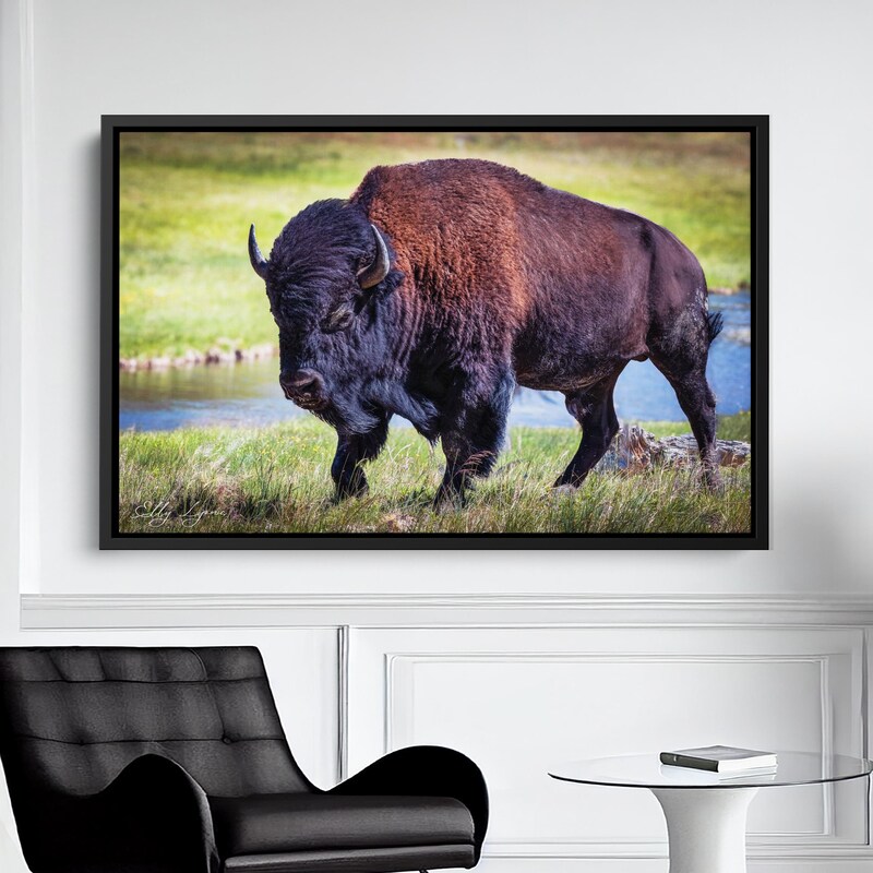 Bison Canvas - Etsy