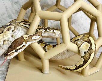 Ball Python - Etsy