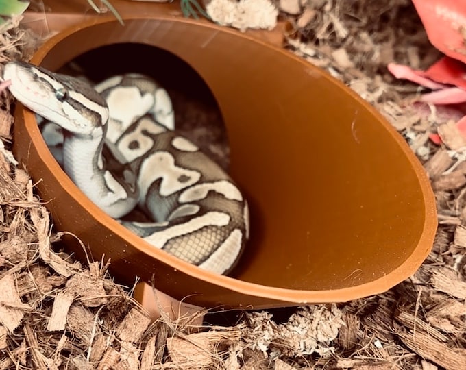 Large Reptile Hide - Cubone - Etsy