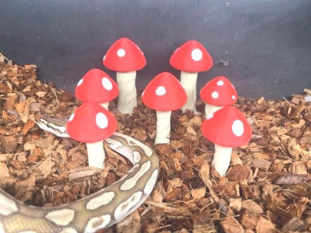 Snake Mushroom Maze L Snake Enrichment, Ball Python, Corn Snake ...