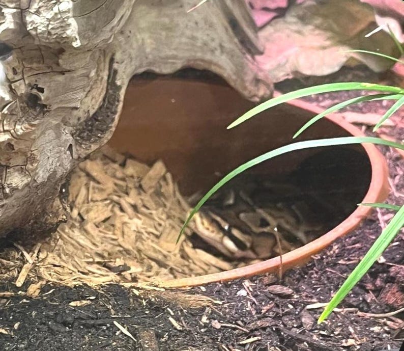 Burrow Buddy Snake Hide - Outlier Size L Ball Python Hide, Hide for ...